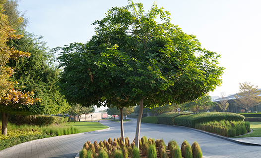 Pongamia glabra - Shajar